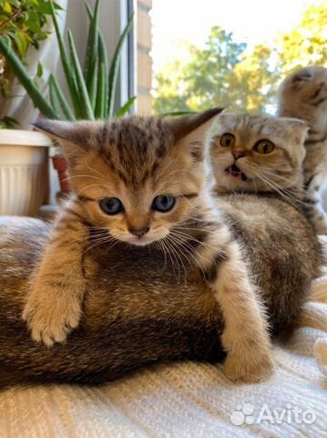 Котята Scottish Fold/Straight