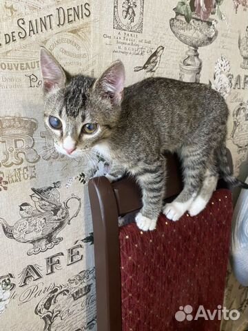 Котик в добрые руки