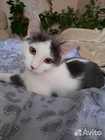 Котенок, подросток