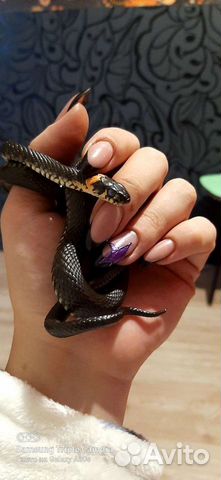 Ручной ужик