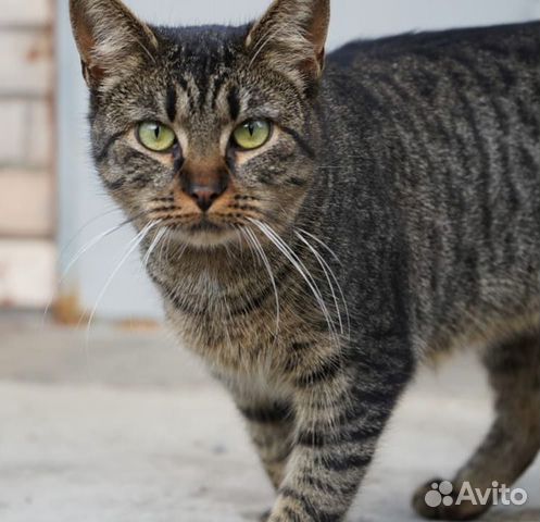 Кошечка Полосатик