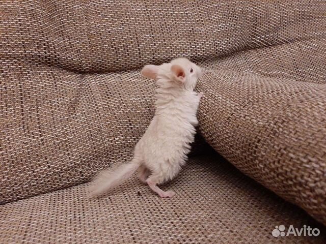 Шиншилла 3 месяца. Шиншилленок продам