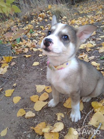 Мальчик красавчик щенок