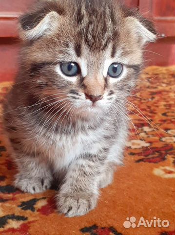 Кошечка
