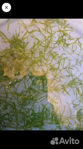 Наяс, Роголистник, Криптокорена