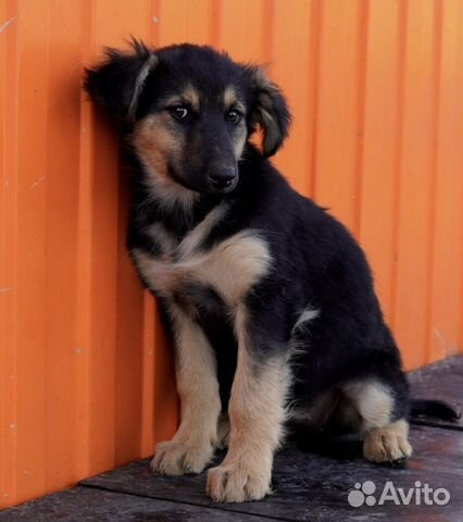 Щенок в добрые руки