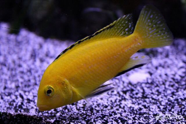 Рыба Лабидохромис еллоу