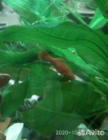 Меченосец, самка Бесплатно