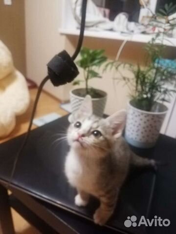 Отдам котёнка