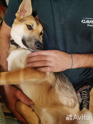 Собачка ищет дом