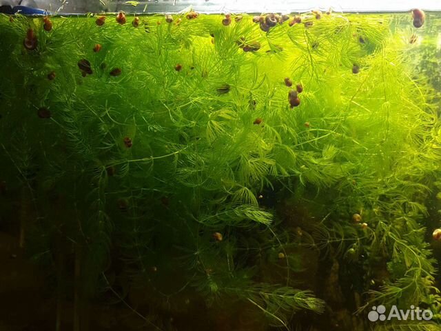 Отдам бесплатно траву для аквариума
