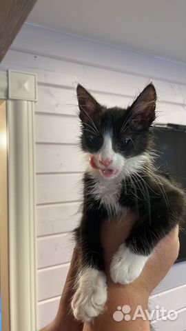 Котята от майнкуна