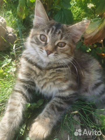 Котенок девочка
