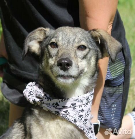 Совсем маленькая собачка Мышка