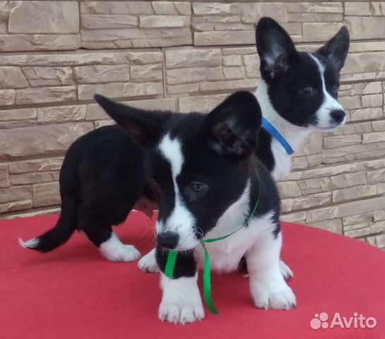 Веселые кардиганчики (ркф)