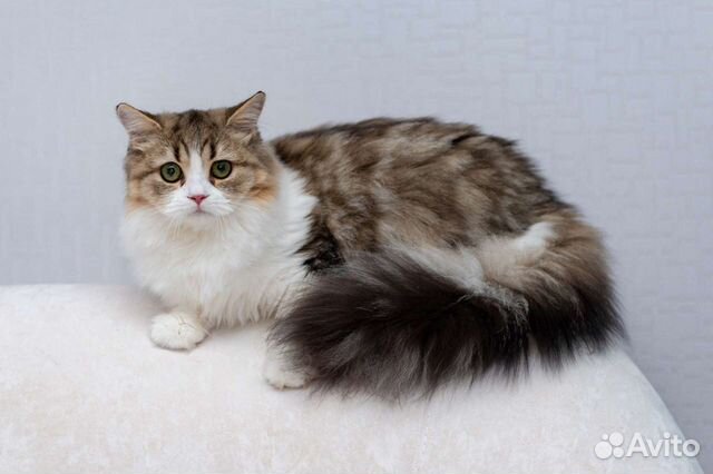 Британская кошка