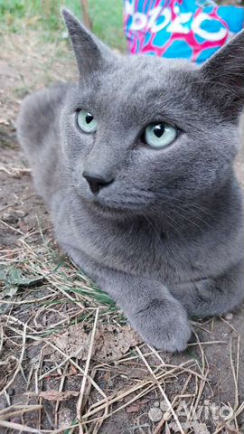 Русская голубая