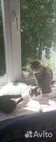 Отдам кошек