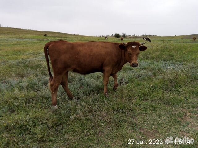 Продаются 2 тёлки, возрост 1,5 года