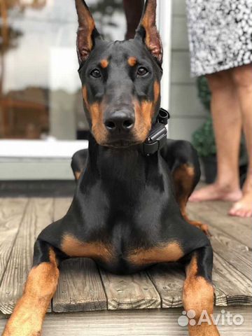 Доберман