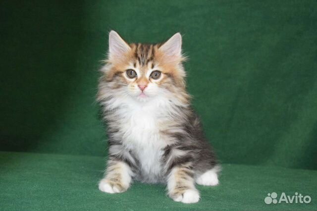 Кураж, курильский бобтейл