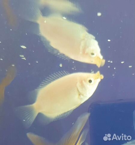 Гурами целующаяся