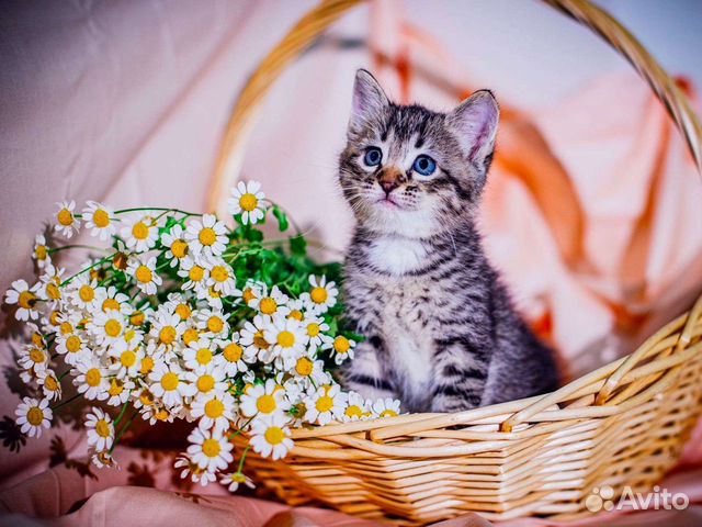 Котята красивые малыши в добрые руки