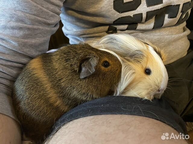 Морские свинки мальчик