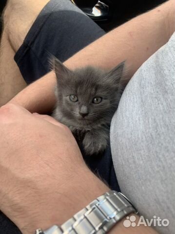 Котёнок мальчик