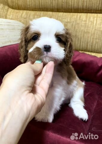 Кавалер Кинг Чарльз Спаниель