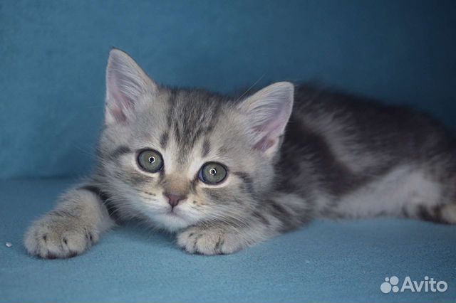Шотландский котенок