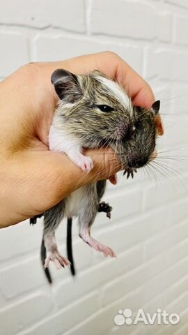 Чилийские белки дегу