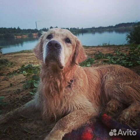 Собака ищет дом