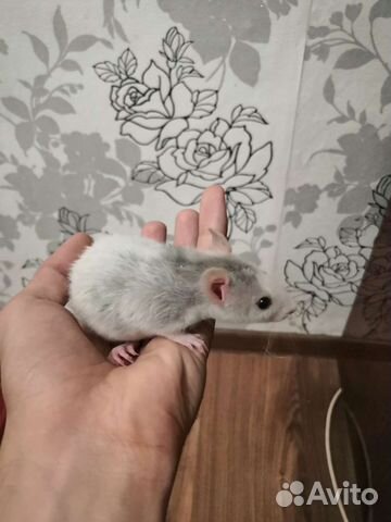 Декоративные крысы