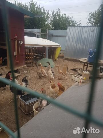 Утки породы бегунок