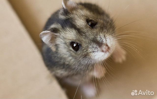 Джунгарики хомячки