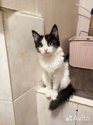 Милый котенок-девочка в добрые руки (из приюта)
