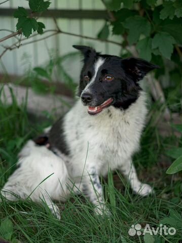 Маленькие собачки ищут семью