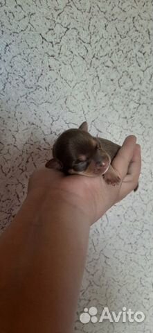 Мини той-терьер