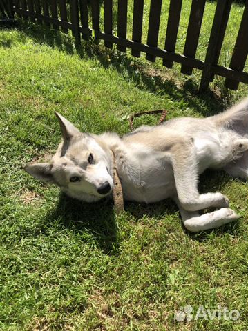 Лайка кабель потеряшка в парке