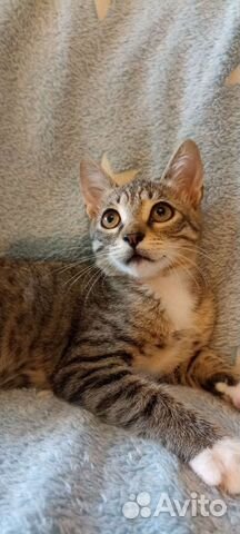 Котёнок девочка 3 месяца