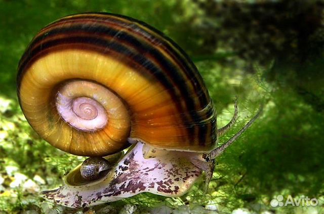 Улитка Мариза