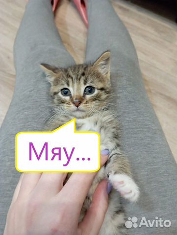 Котенок Красивый Здоровый