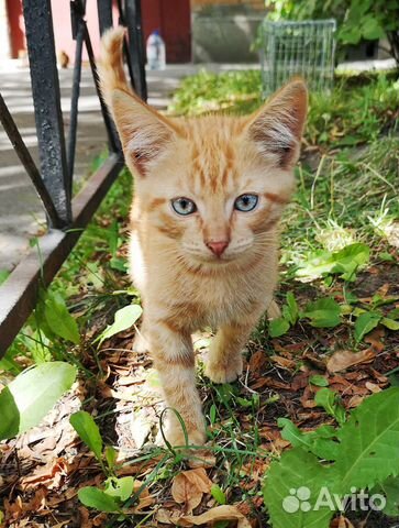 Рыжий полосатый котёнок