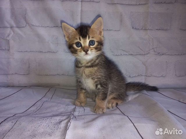 Котик микс бенгальская+шотландская