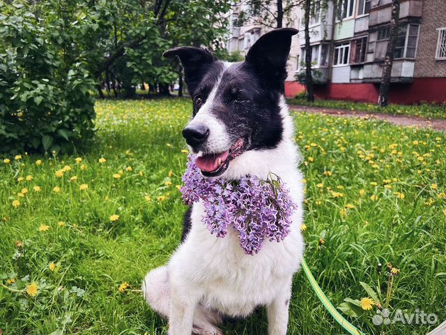 Собака Луша ищет дом