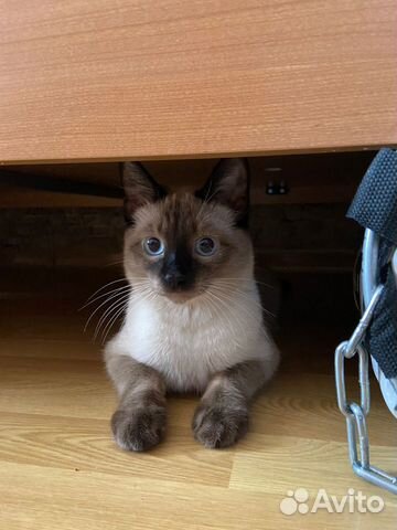 Отдам кота в добрые руки