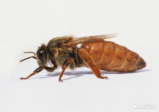 Пчеломатки Бакфаст F1