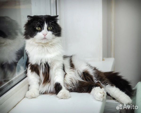 Ричи (1 год)шотландский, спокойный и умный котик