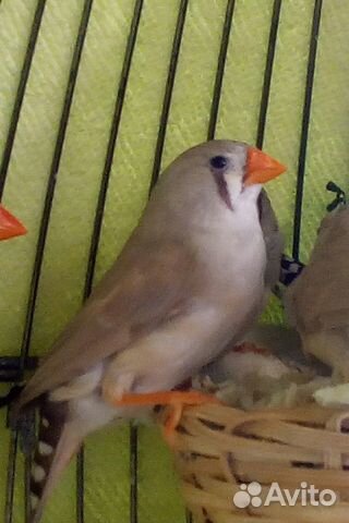 Амадины самочка 3 месяца